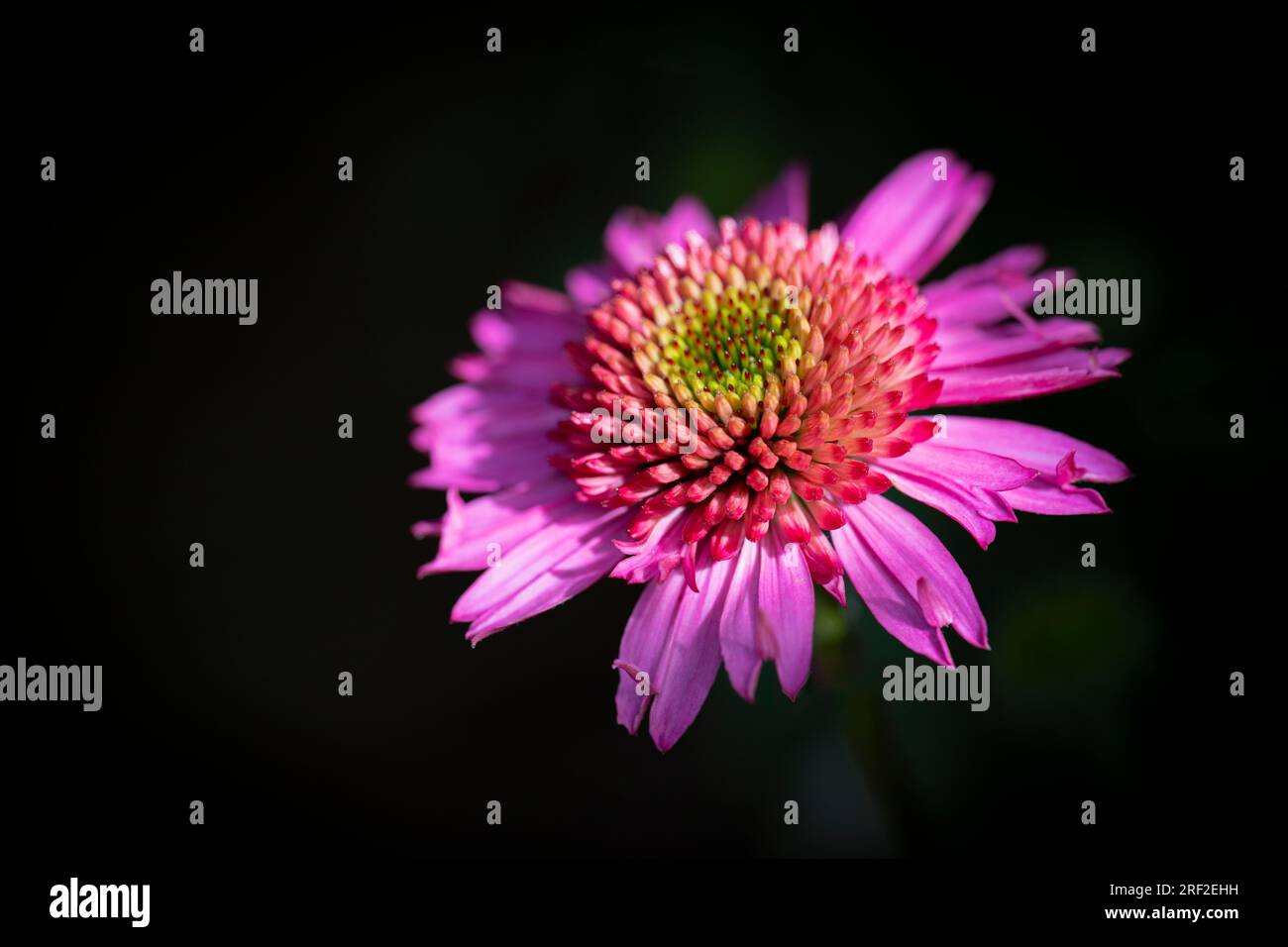 A beautiful bright pink Coneflower,(Echinacea), photographed against a ...
