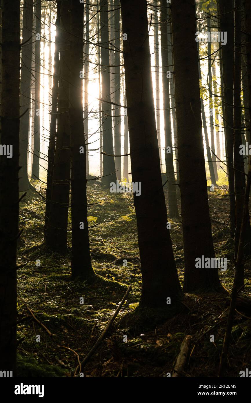 Sun behind a tree in a coniferous forest on a slope Stock Photo - Alamy