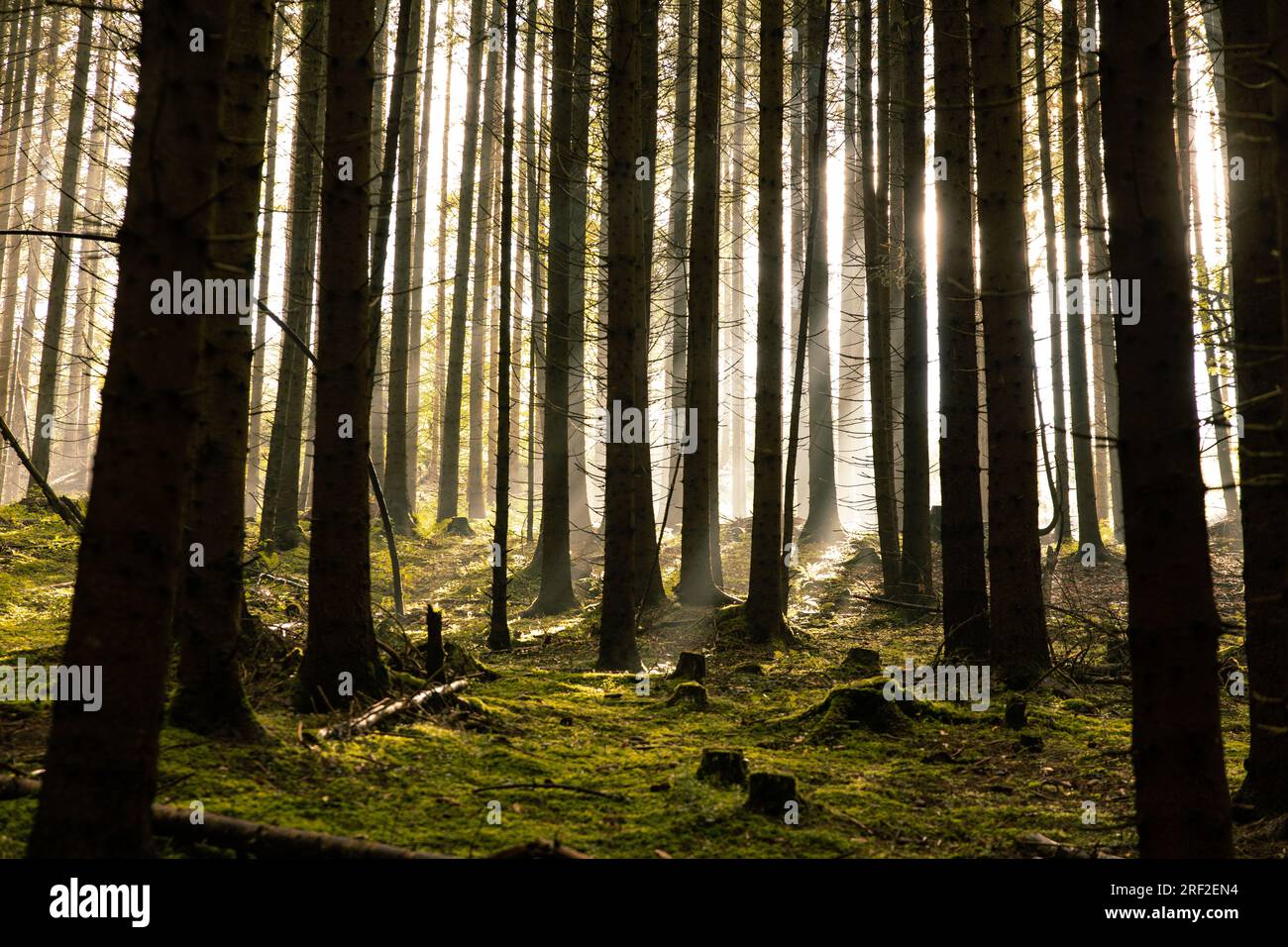 The rays of the sun break through the coniferous trees in the forest ...