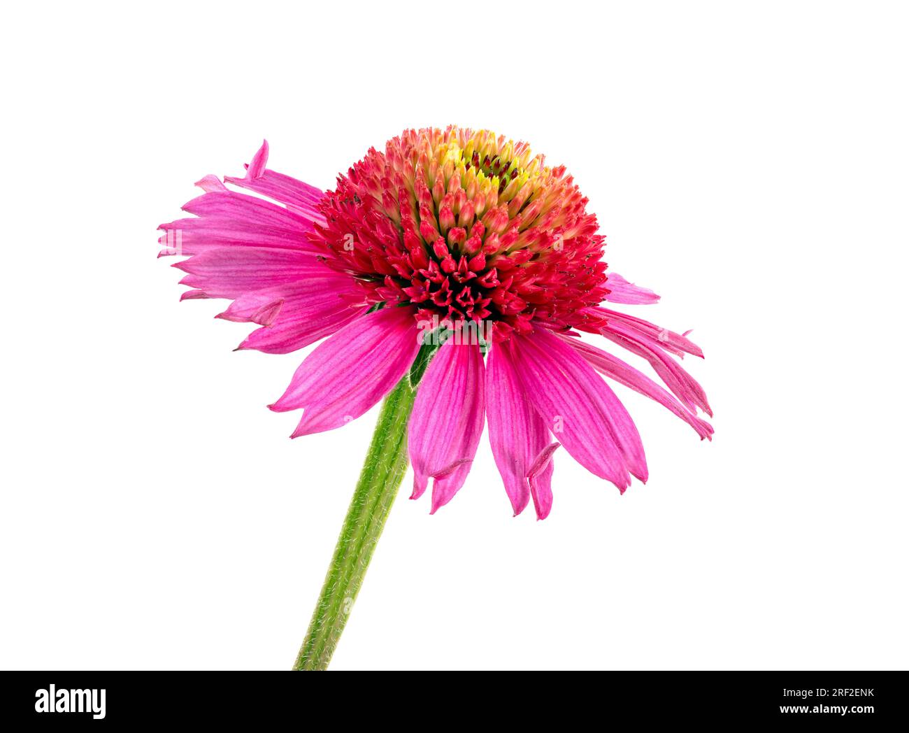A beautiful bright pink Coneflower, (Echinacea), photographed against a ...
