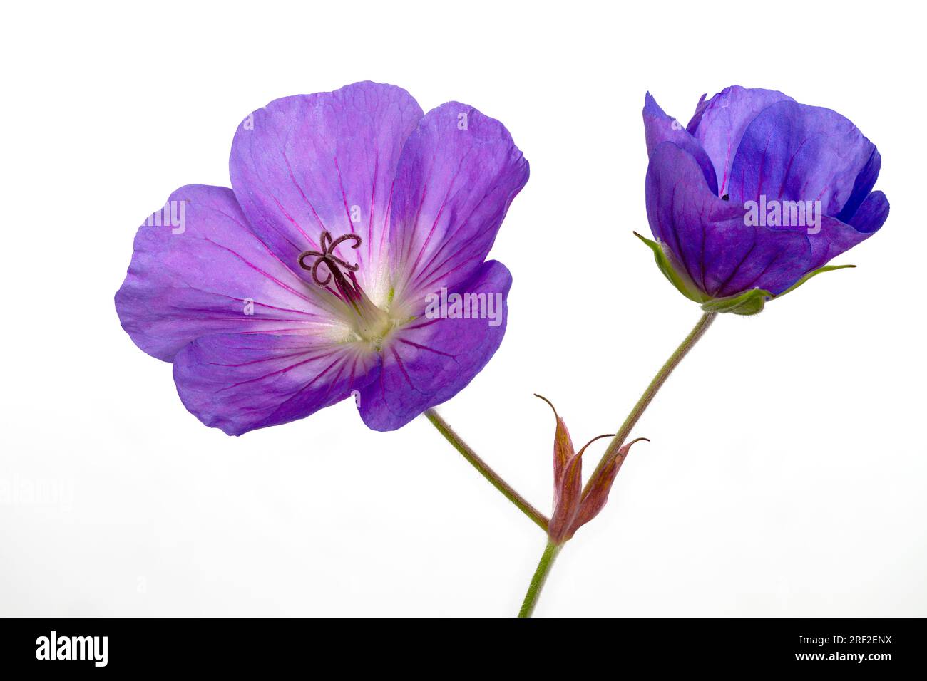 A pair of beautiful Blue Geranium flowers photographed against a plain ...