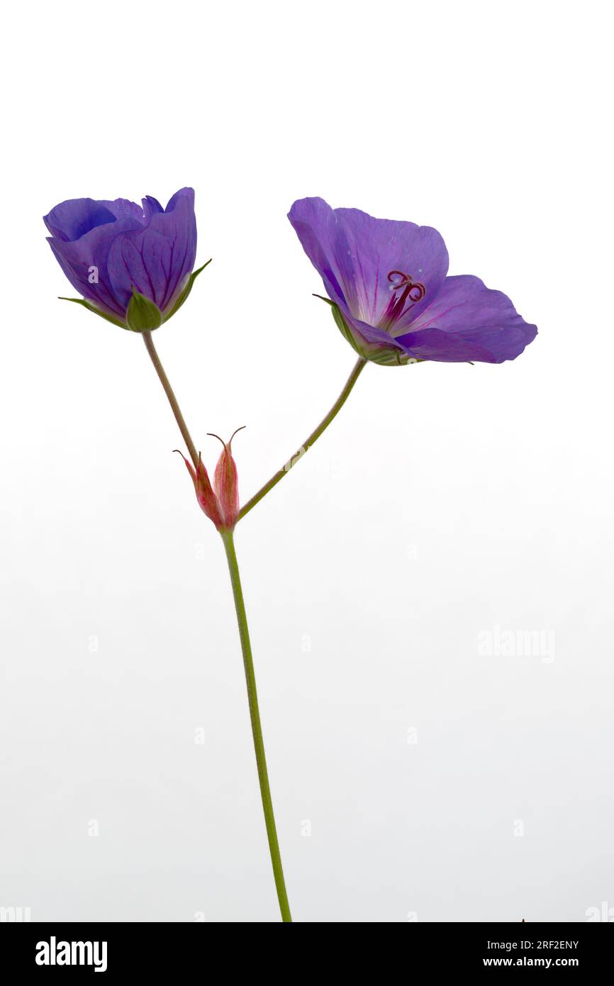 A pair of beautiful Blue Geranium flowers photographed against a plain ...