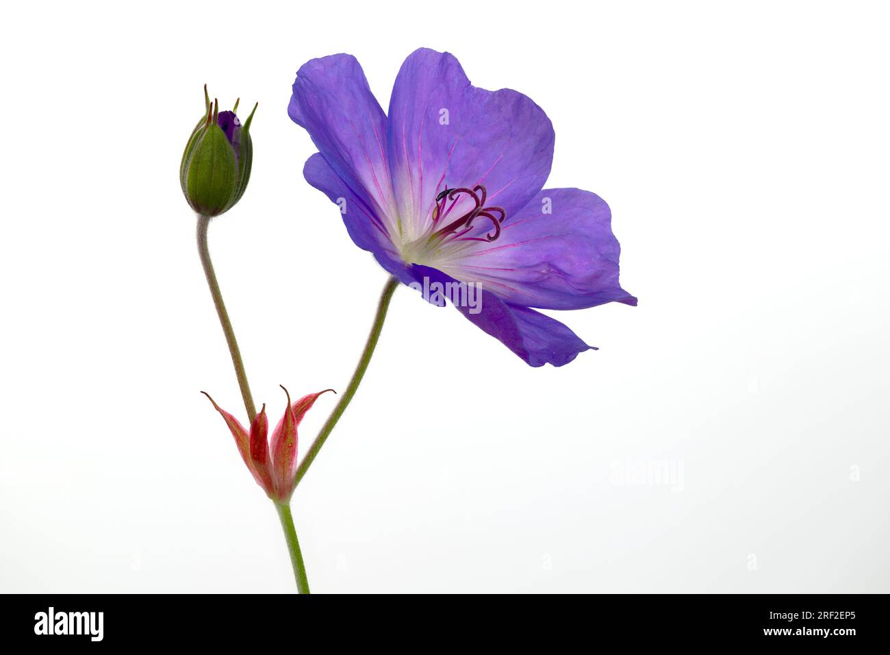 A beautiful Blue Geranium flower and flowerbud, photographed against a ...