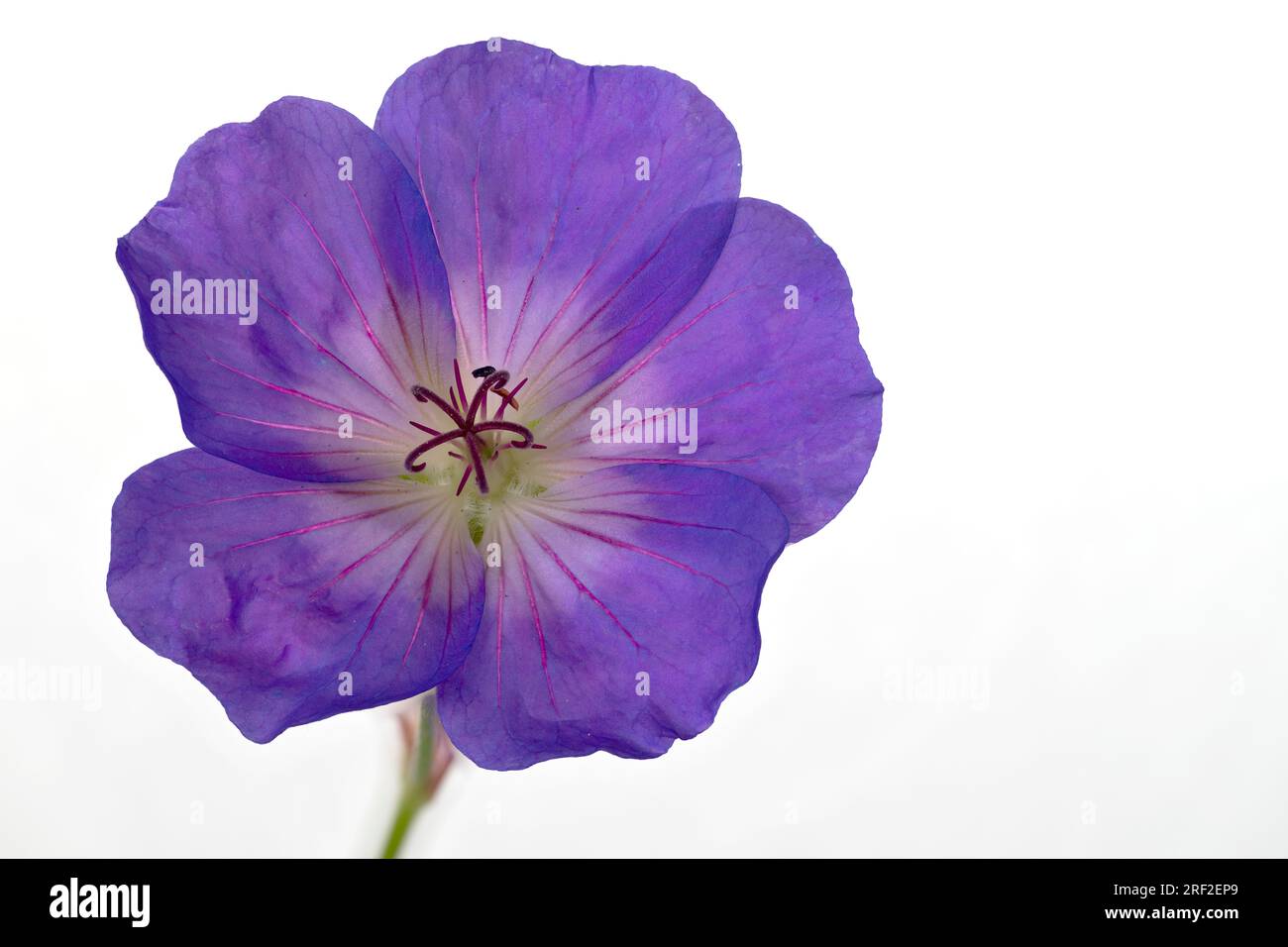 A solitary Blue Geranium flower photographed against a plain white ...
