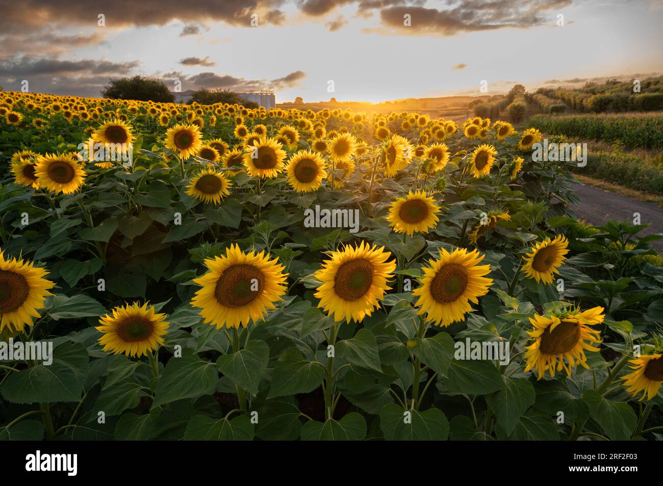 Sunflower fields in warm evening light, Charente, France Stock Photo ...