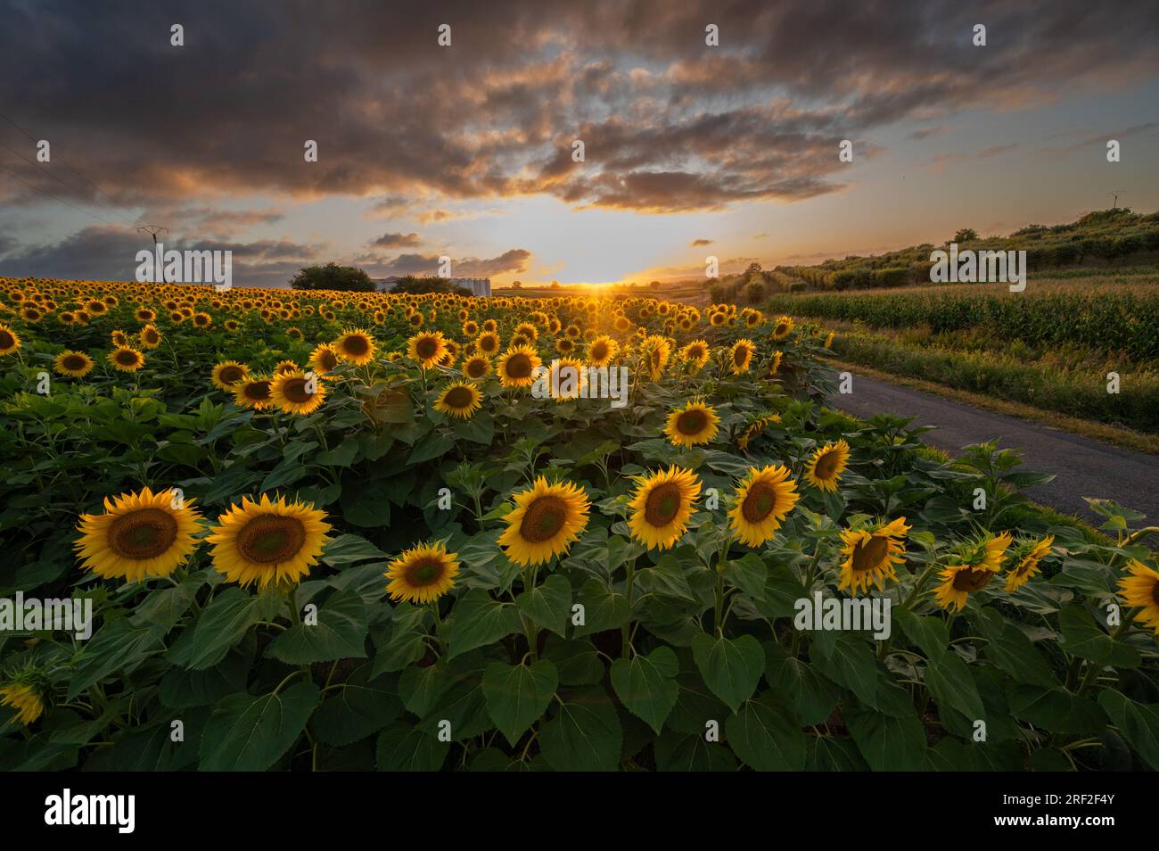 Sunflower fields in warm evening light, Charente, France Stock Photo ...