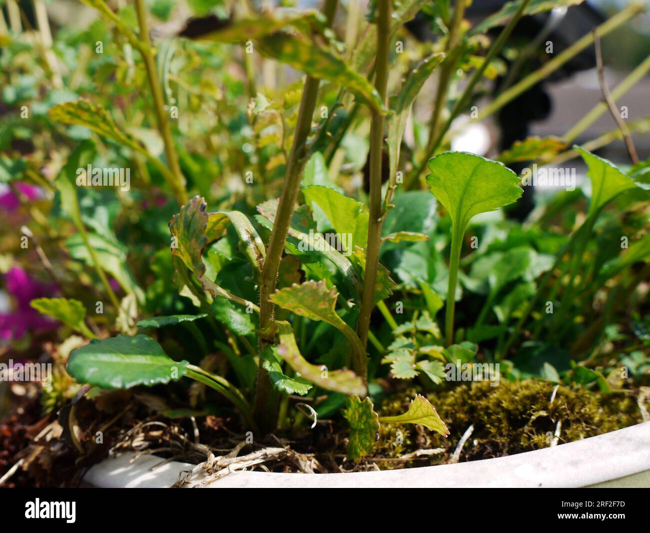 Plants and flowers Stock Photo - Alamy