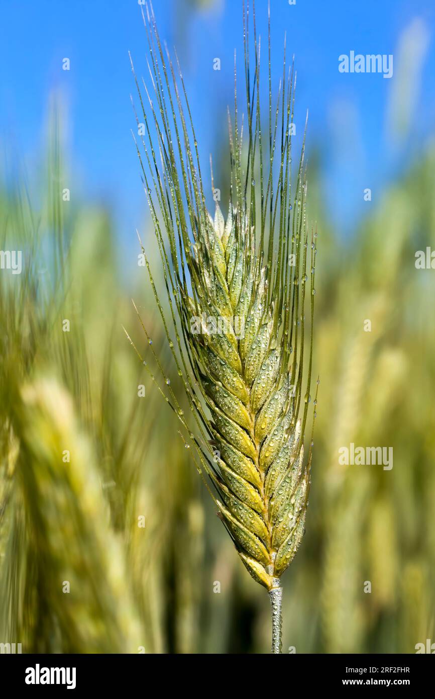agriculture for the cultivation of cereals for the production of grain ...