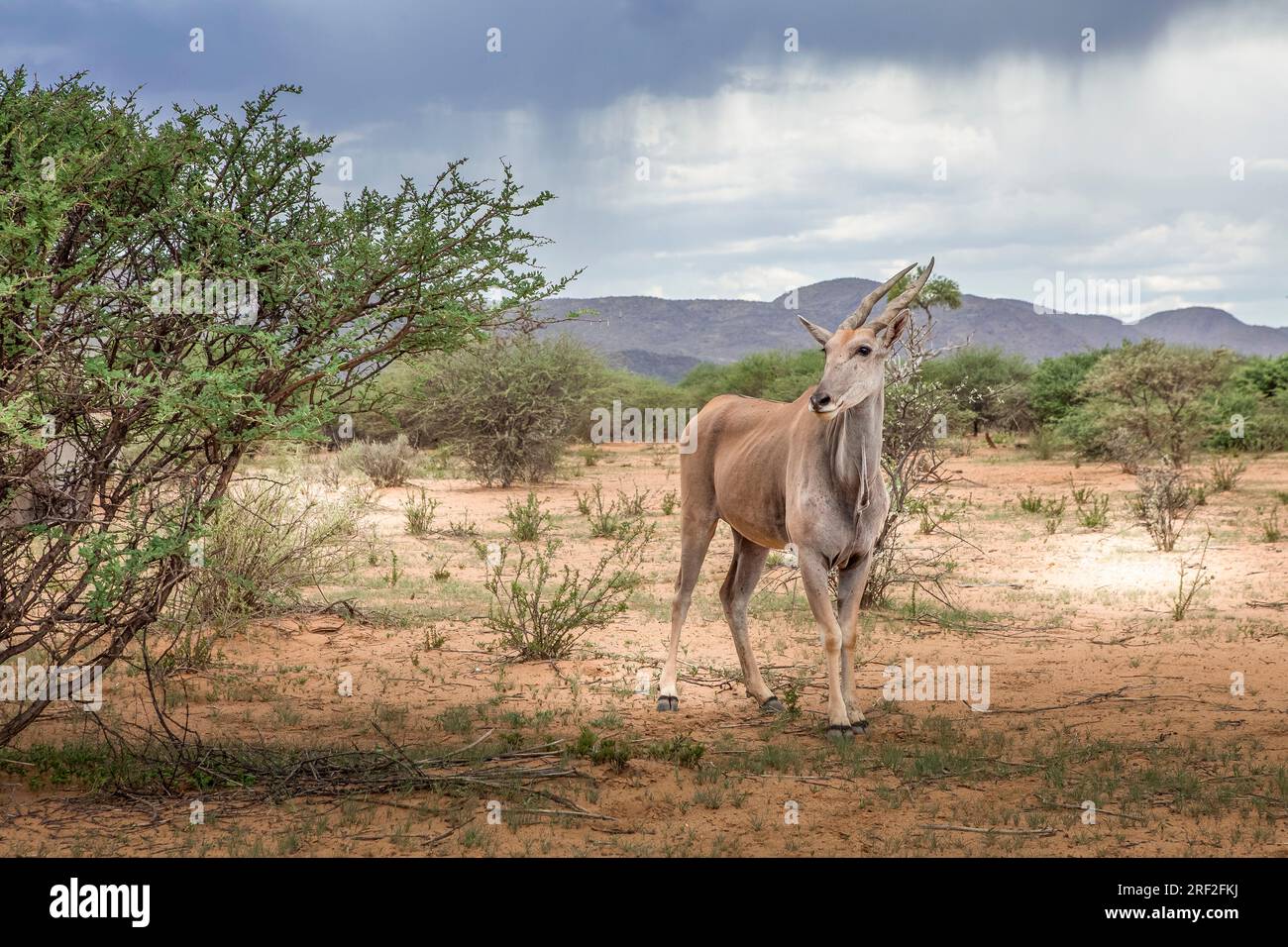Eland Antelope, Taurotragus oryx, Namibia Stock Photo - Alamy