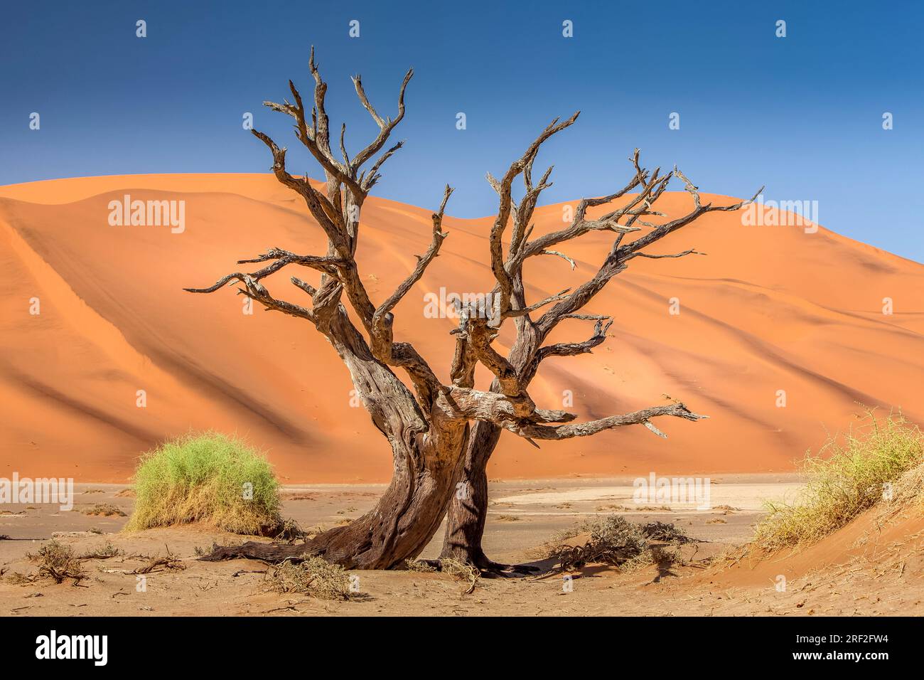 Dead Acacia Trees in Hiddenvlei Pan, Namib Naukluft Park, Namibia Stock ...