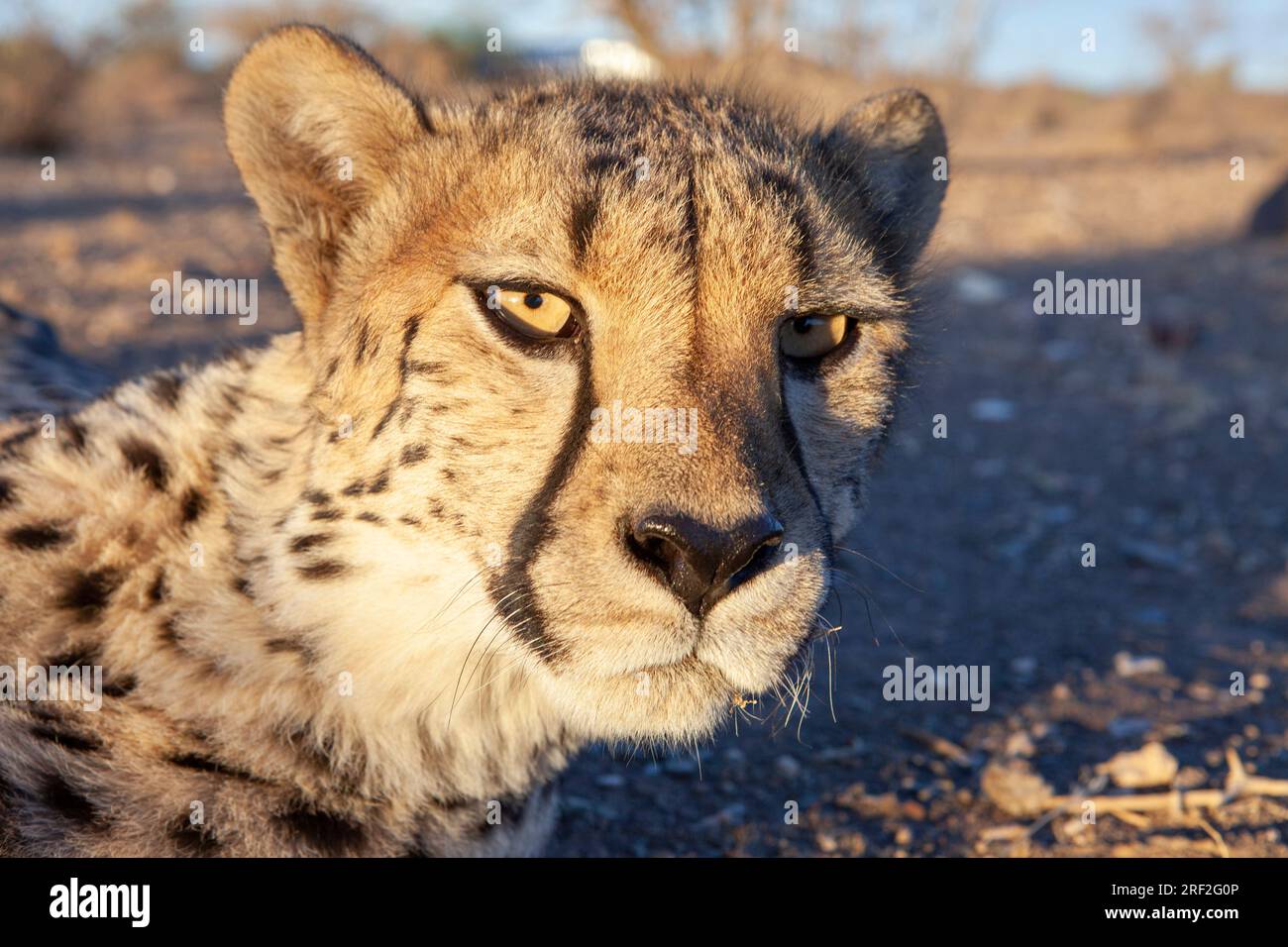 Male subadult Cheetah, Acinonyx jubatus, Kalahari Basin, Namibia Stock ...