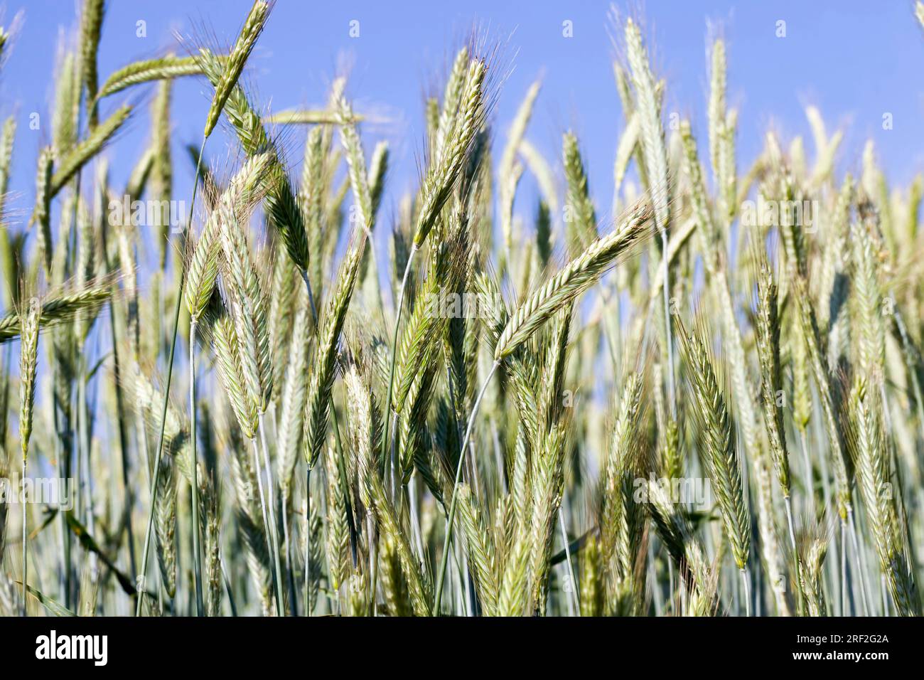 agricultural field where green rye grows, agriculture for obtaining ...