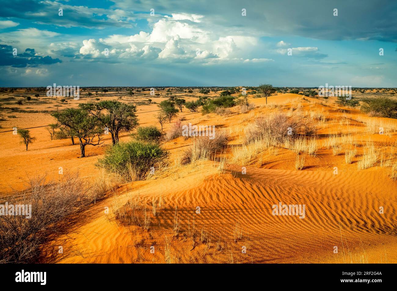Kalahari desert sand hi-res stock photography and images - Alamy