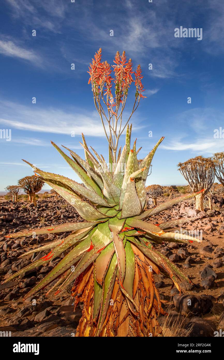Agave in Quivertree Forest, Aloidendron dichotomum, Keetmanshoop ...