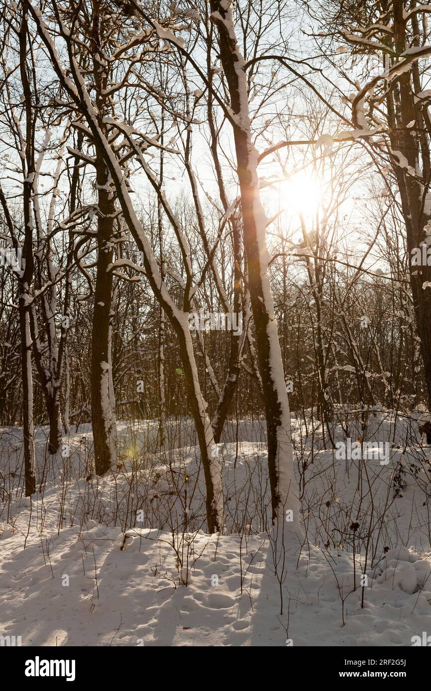 different breeds of deciduous trees without foliage in the winter ...