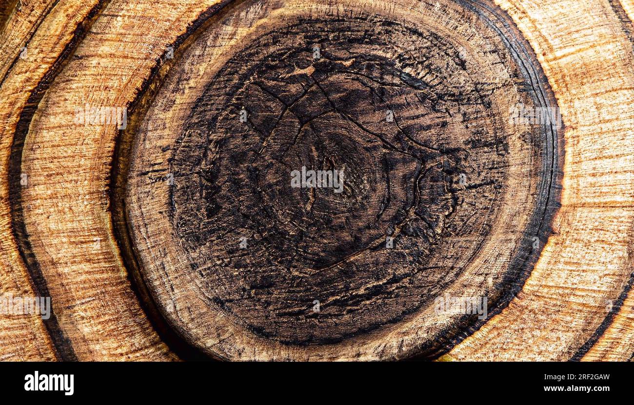 Radial slice of natural ebony Stock Photo - Alamy