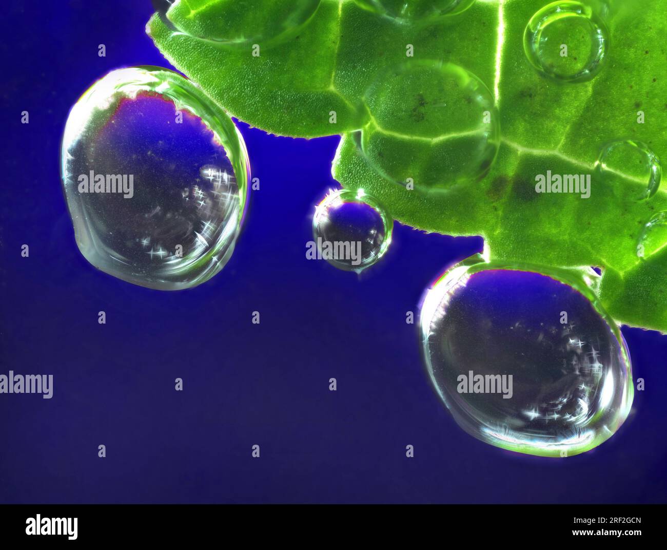 air bubbles at a leaf in water Stock Photo - Alamy