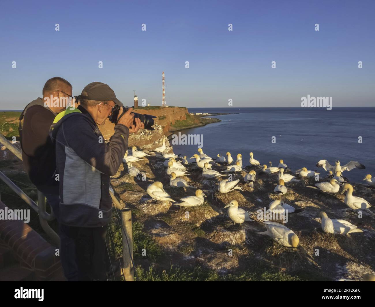 northern gannet (Sula bassana, Morus bassanus), two photographers ...