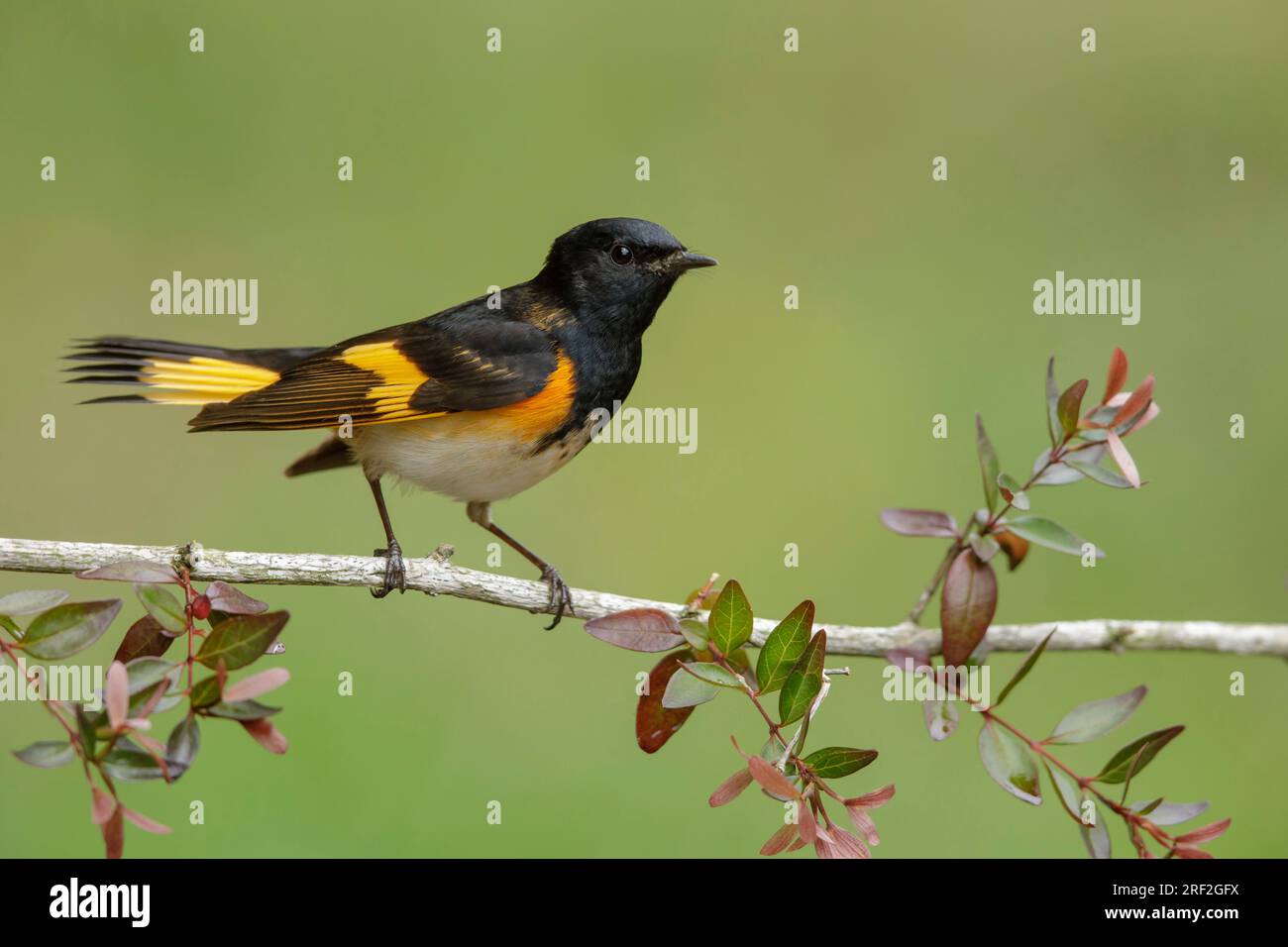 American redstart (Setophaga ruticilla), adult male sitting on a branch ...