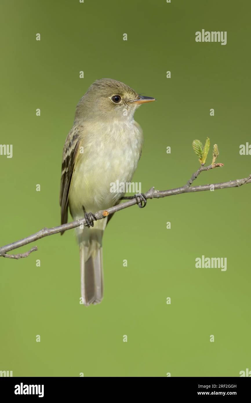 Alder Flycatcher