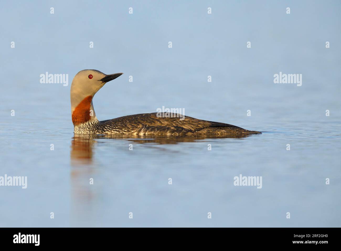 red-throated diver (Gavia stellata), adult in summer plumage on tundra ...