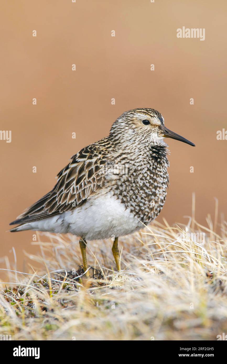 pectoral sandpiper (Calidris melanotos), adult male in breeding plumage ...