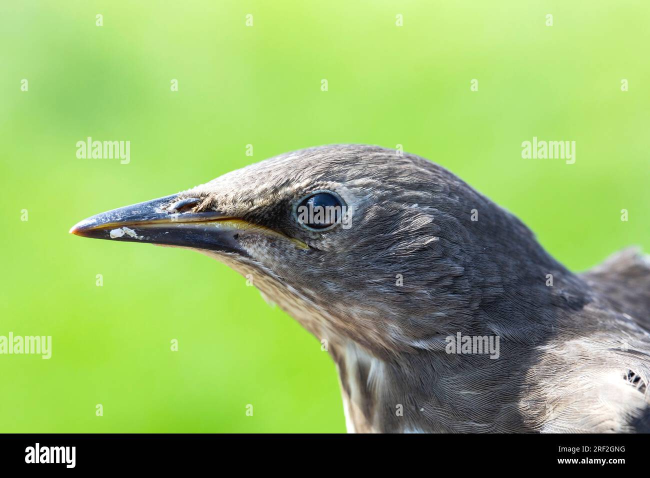common starling (Sturnus vulgaris), portrait, Netherlands, Frisia ...