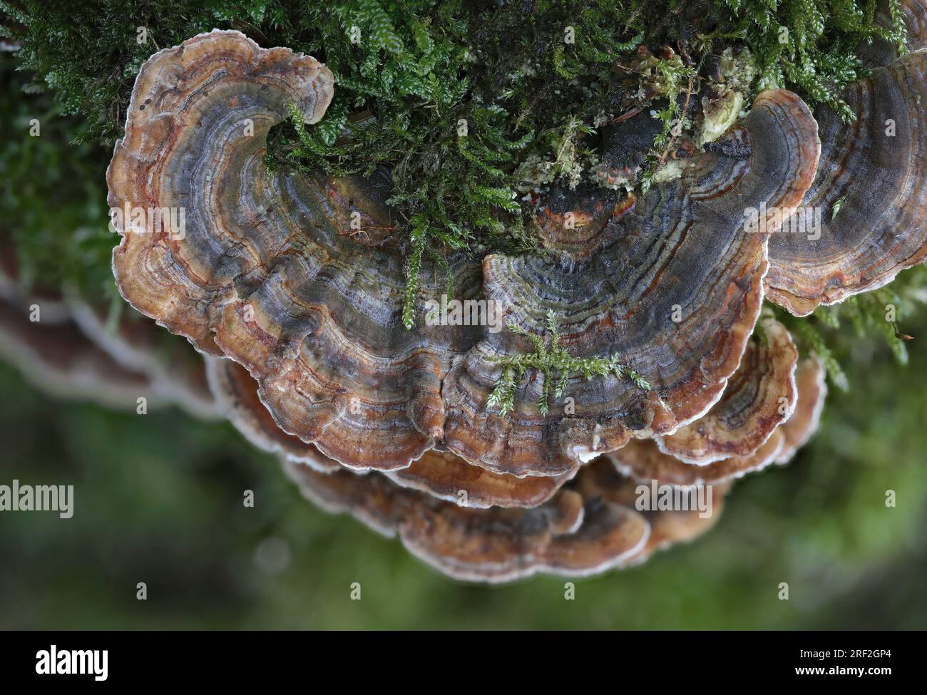 Turkey tail, Turkeytail, Many-zoned Bracket, Wood Decay (Trametes ...