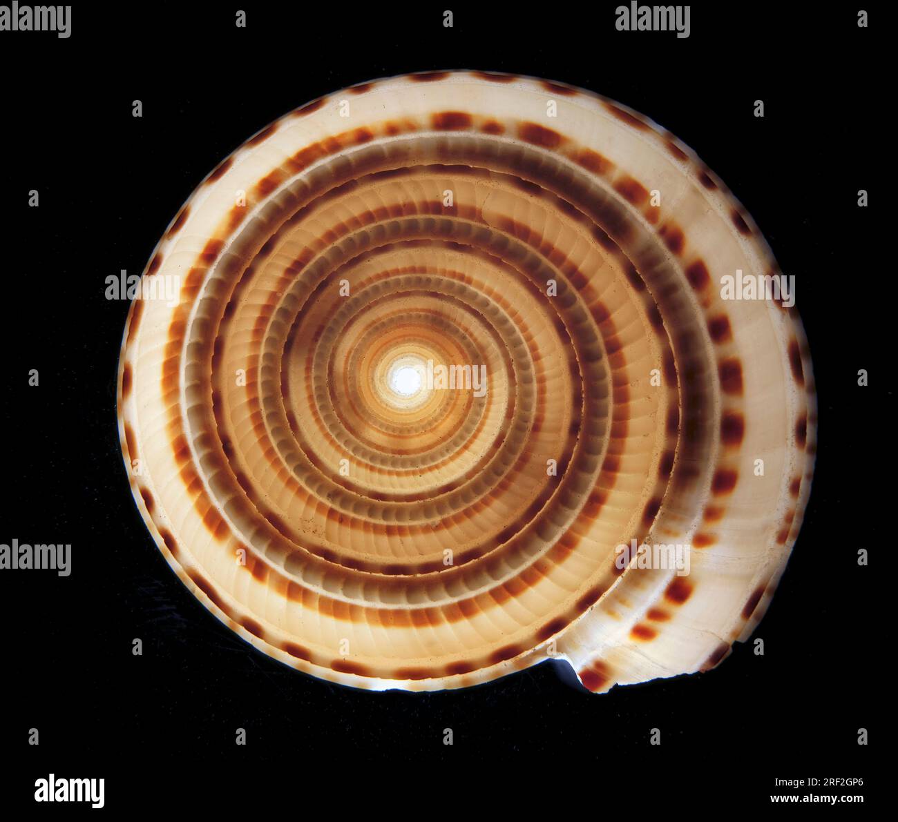 snail-shell in backlight on black background, Germany Stock Photo - Alamy