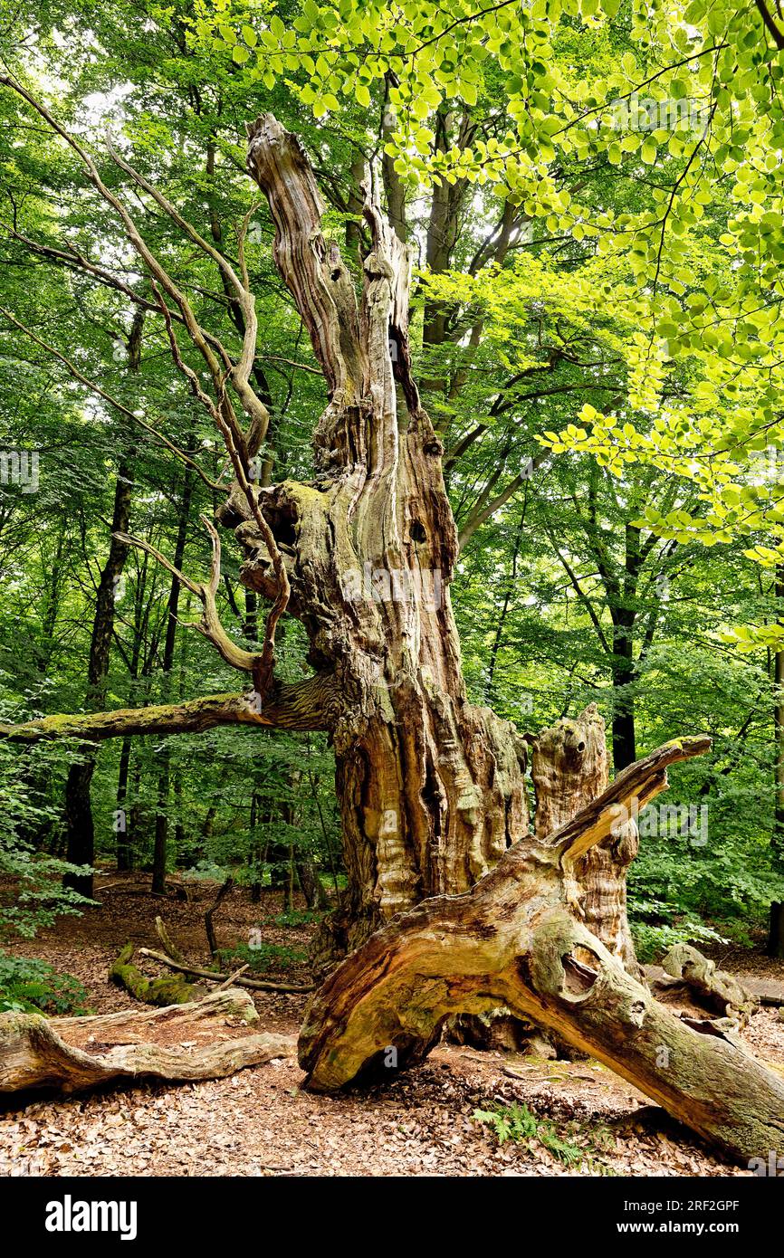 common beech (Fagus sylvatica), old fallen tree in Urwald Sababurg ...