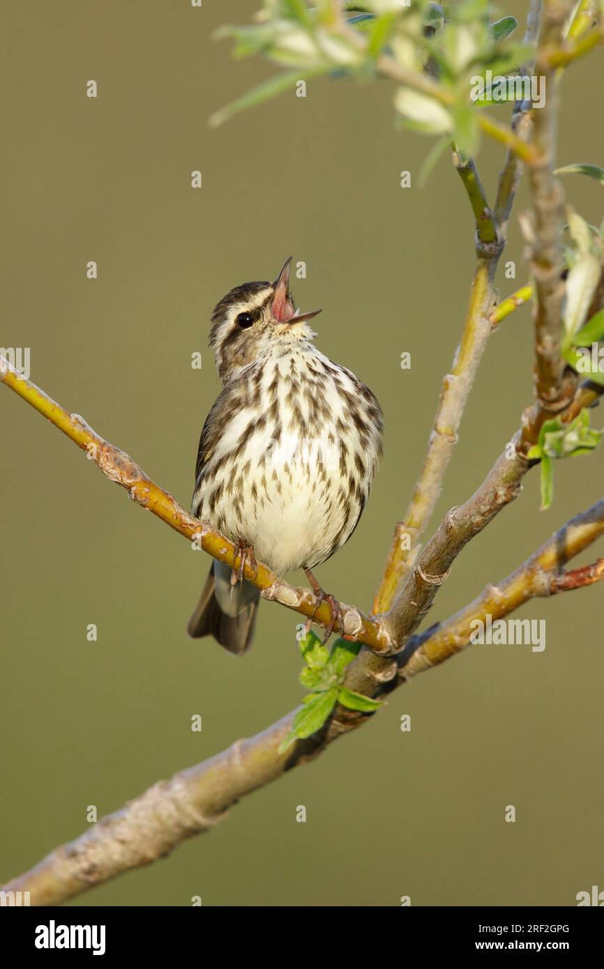 northern water-thrush (Seiurus noveboracensis, Parkesia noveboracensis ...