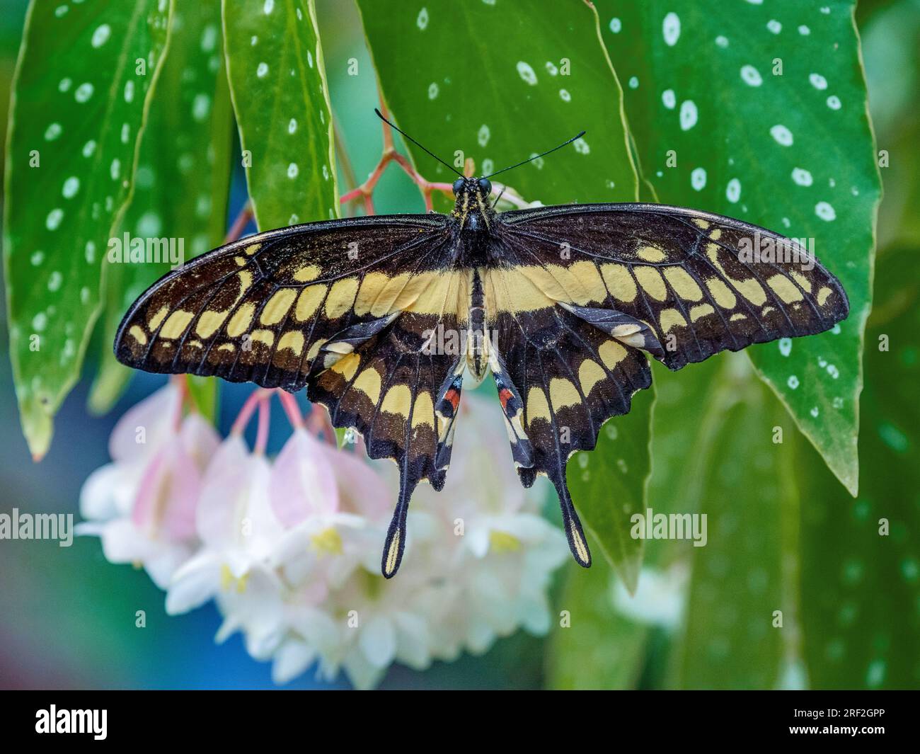 Thoas Swallowtail (Papilio thoas), tropical butterfly in butterfly ...