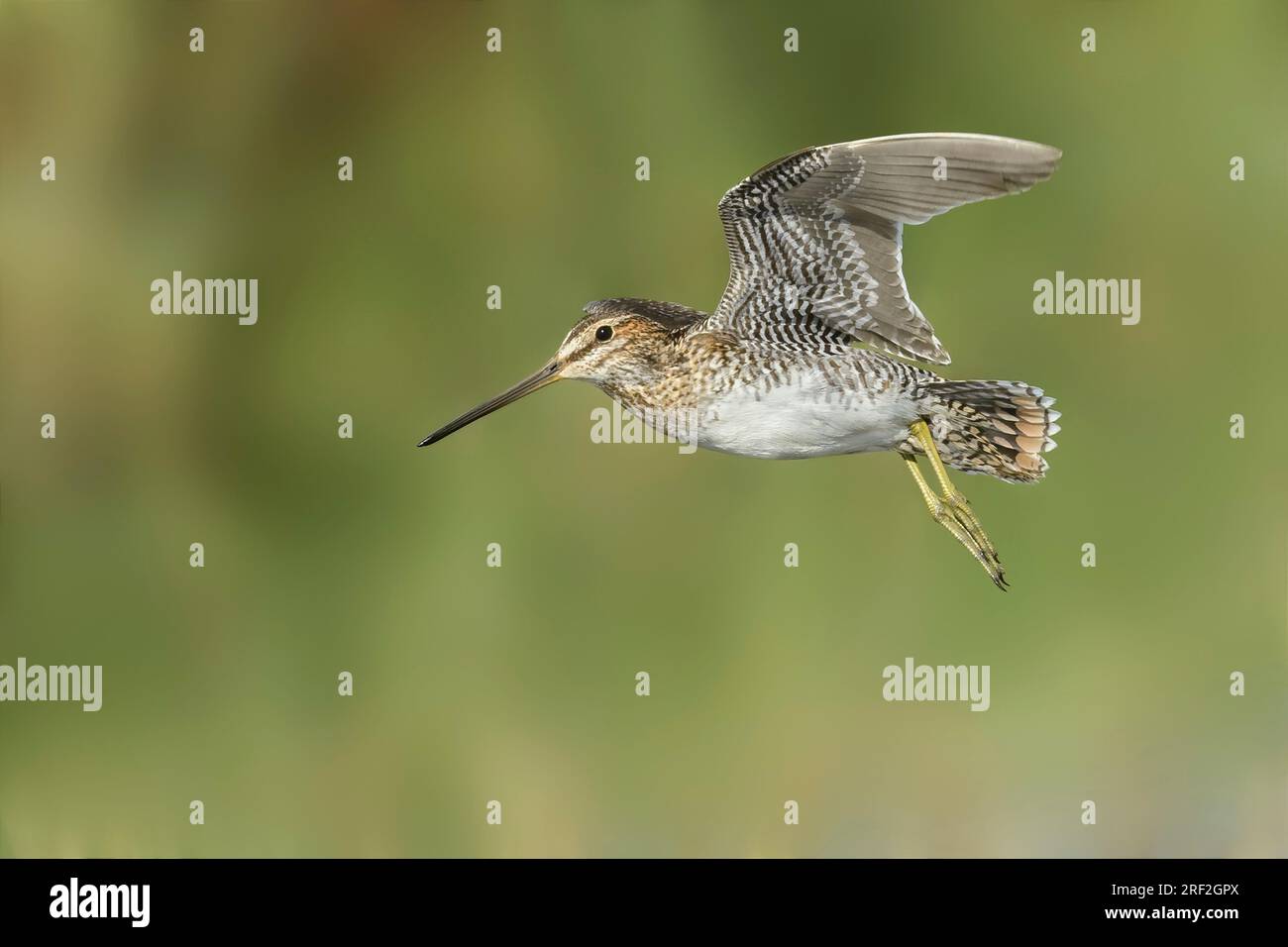 Wilsons Snipe In Flight