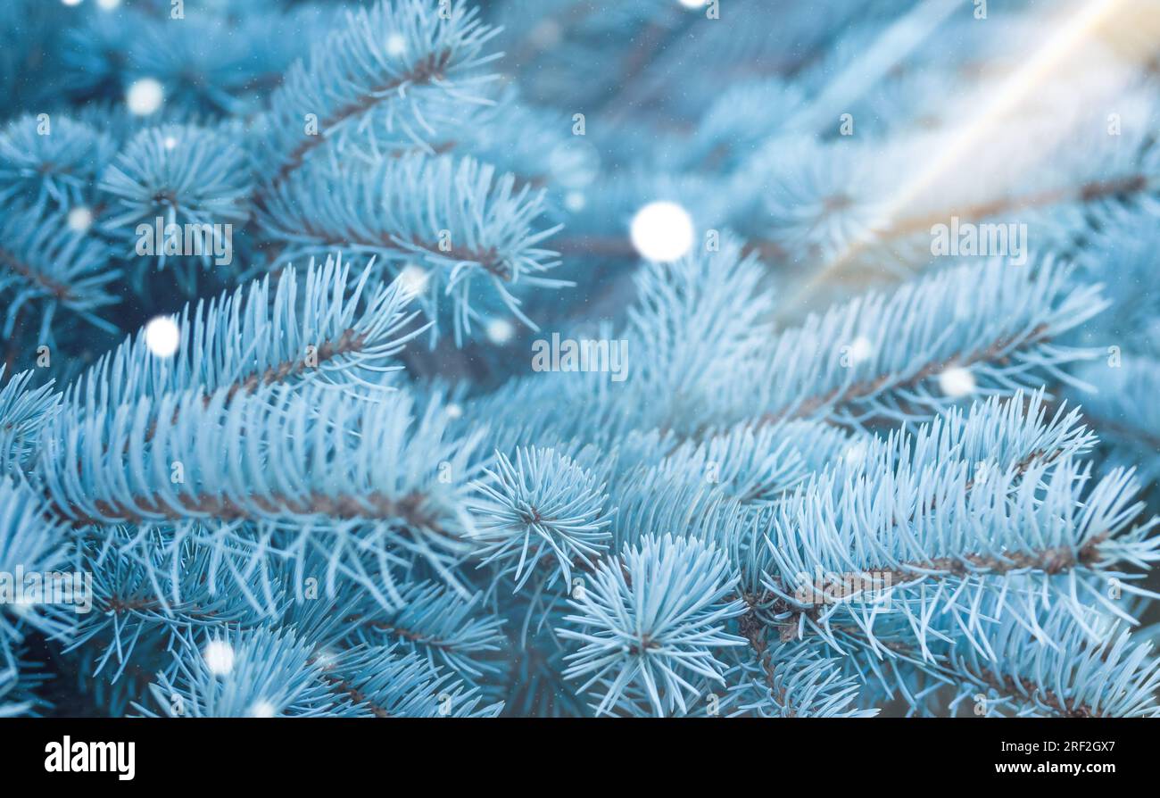 Part of fir tree hi-res stock photography and images - Alamy