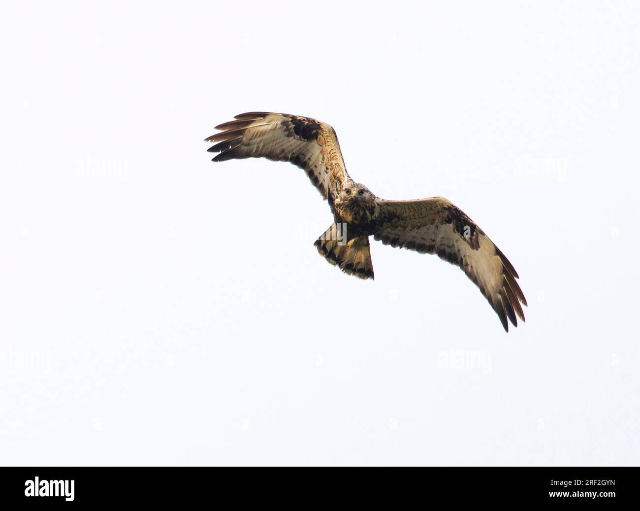 American rough-legged buzzard (Buteo lagopus), Second calendar year ...