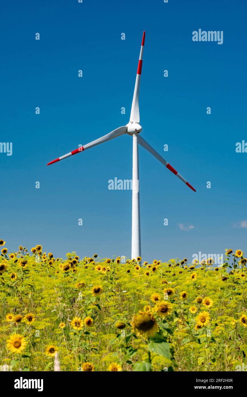 wind wheel in a sunflower field, Germany, Baden-Wuerttemberg, Bad ...