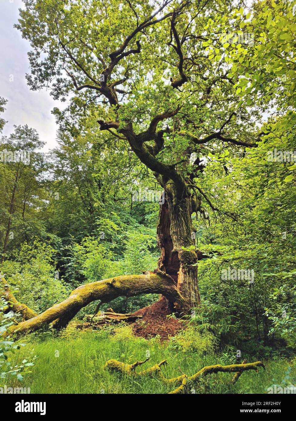 oak (Quercus spec.), old fallen tree in Urwald Sababurg, Germany, Hesse ...