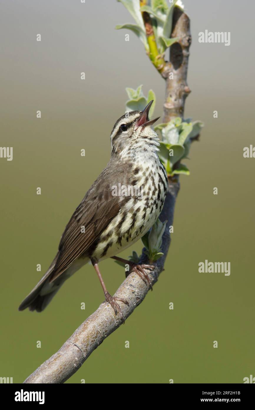 northern water-thrush (Seiurus noveboracensis, Parkesia noveboracensis ...