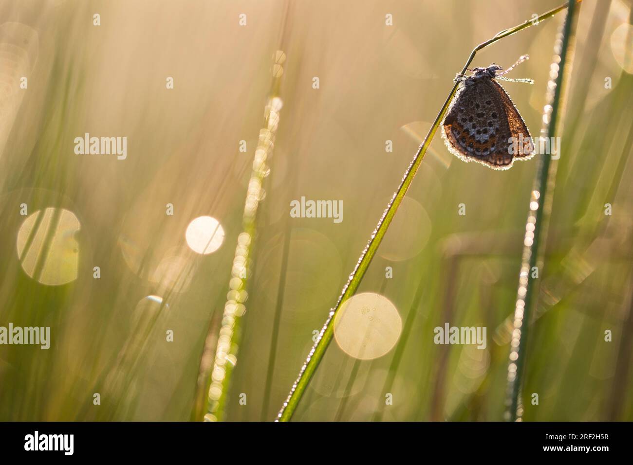 Silver-studded blue (Plebejus argus, Plebeius argus), male sitting at ...