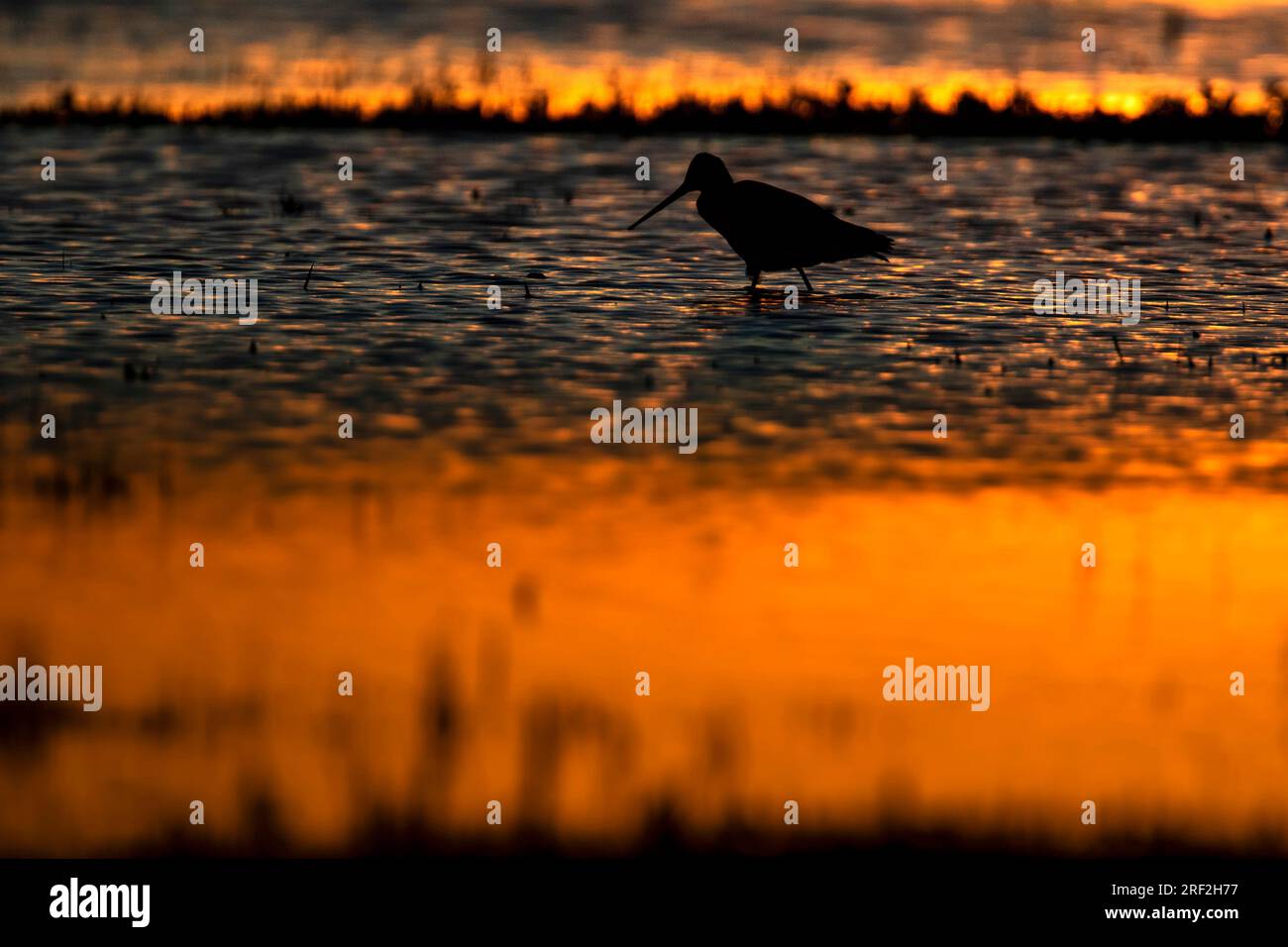 black-tailed godwit (Limosa limosa), in shallow water at sunset ...