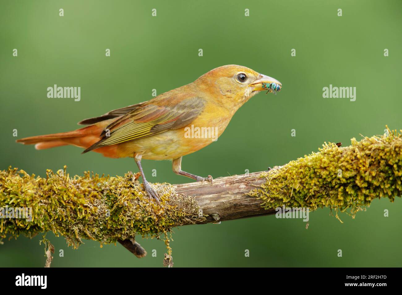 Female summer tanager hi-res stock photography and images - Alamy
