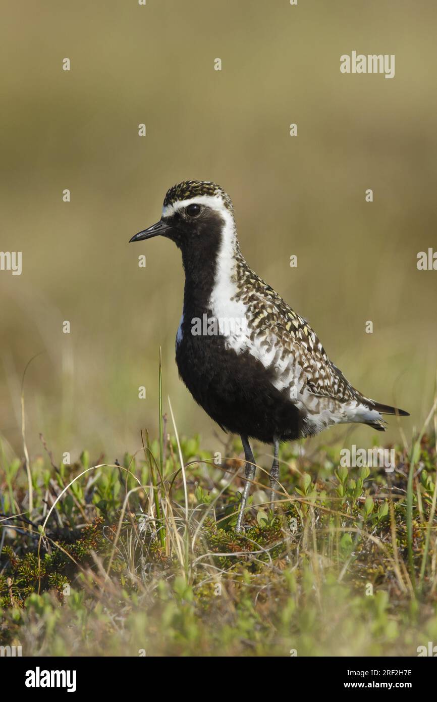 Pacific golden plover (Pluvialis fulva), adult male in breeding plumage ...