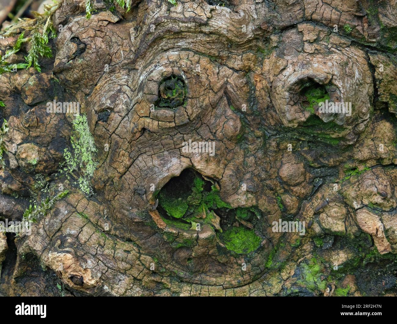 wood structure of a dead tree trunk, shape of face, Germany Stock Photo ...
