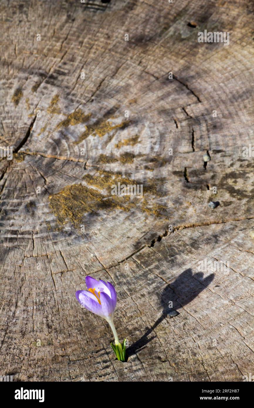 Early Crocus, Woodland crocus, Tomasini's crocus (Crocus tommasinianus ...