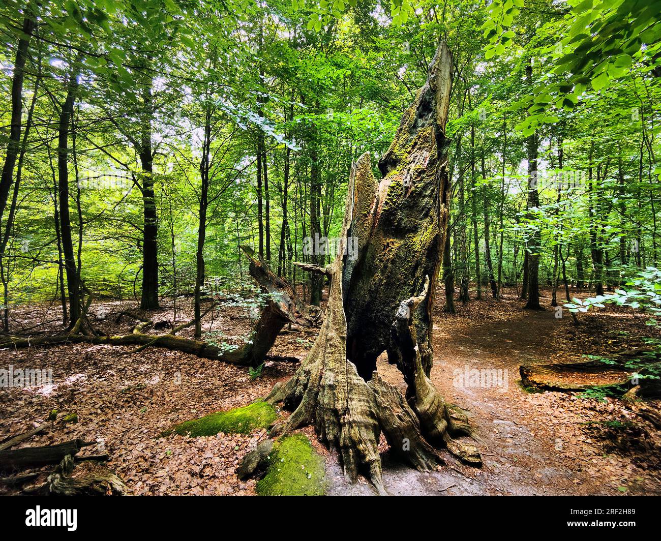 old fallen tree in Urwald Sababurg, Germany, Hesse, Naturpark ...