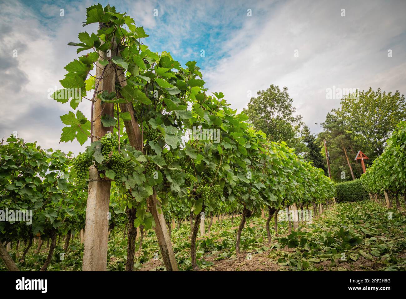 Small family vineyard in summer. "Green harvest", the first selection ...