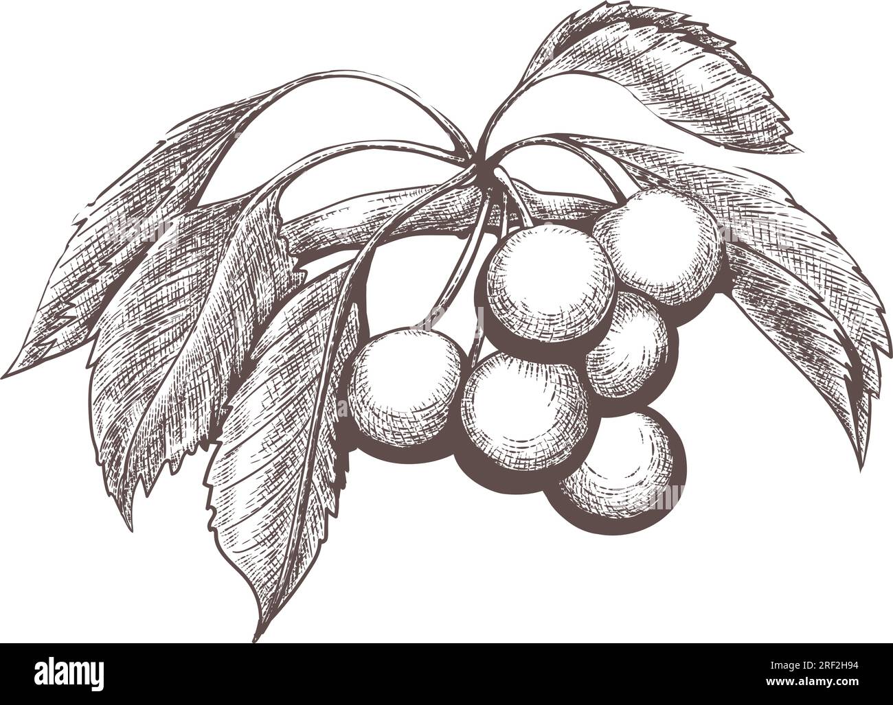 Cherries branch Stock Vector Images - Alamy