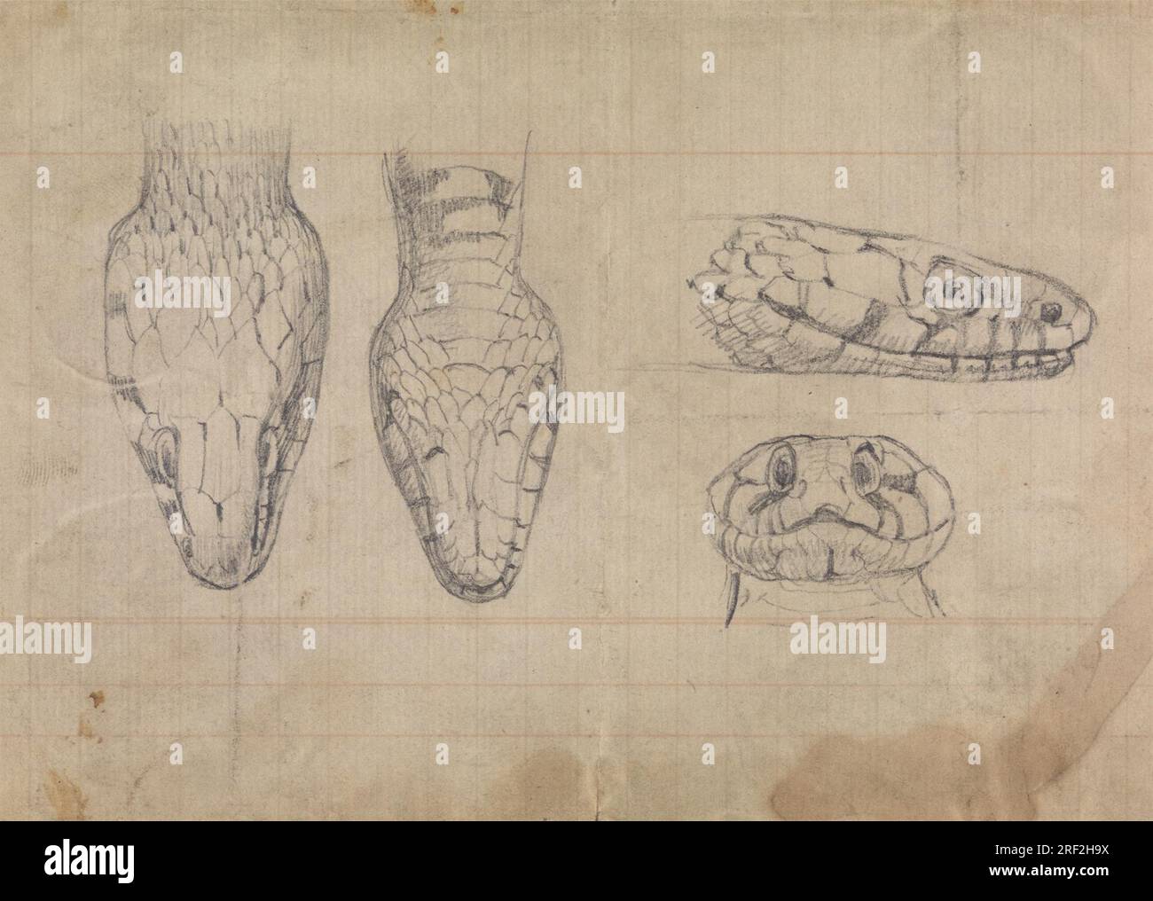 Study of the Head of a Snake by Robert Smirke Stock Photo - Alamy