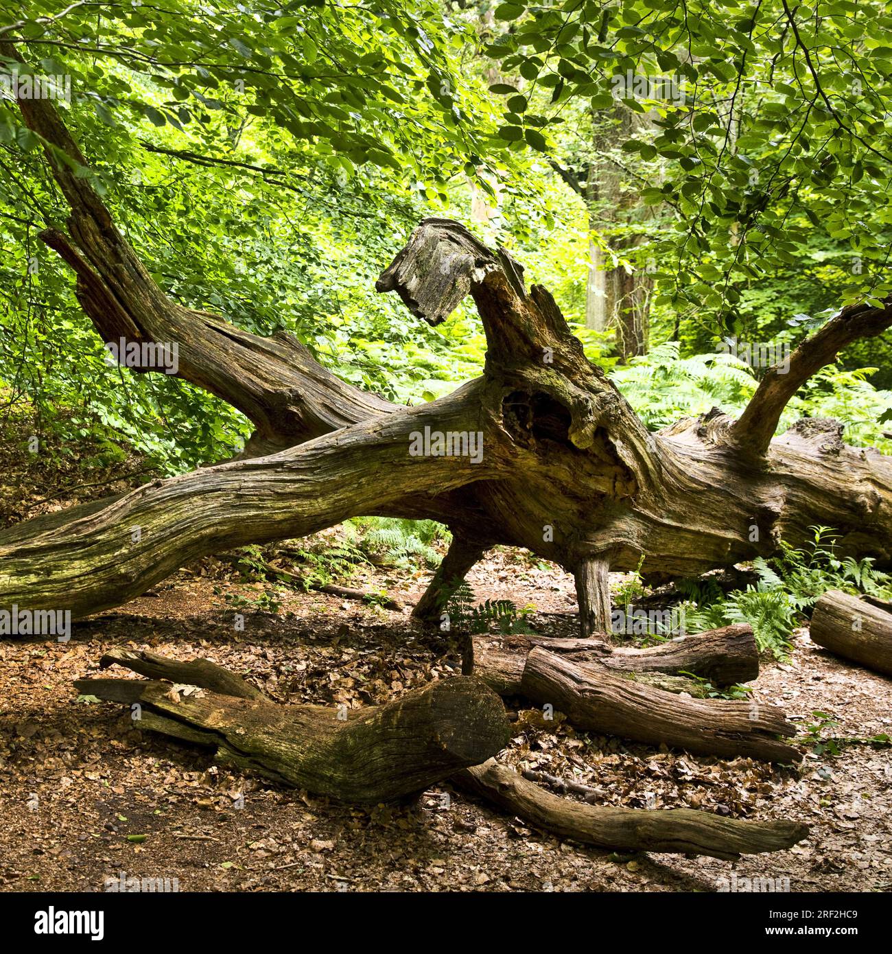 old fallen tree in Urwald Sababurg, Germany, Hesse, Naturpark ...