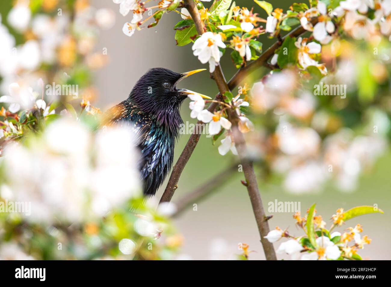 Singing birds flowers hi-res stock photography and images - Alamy